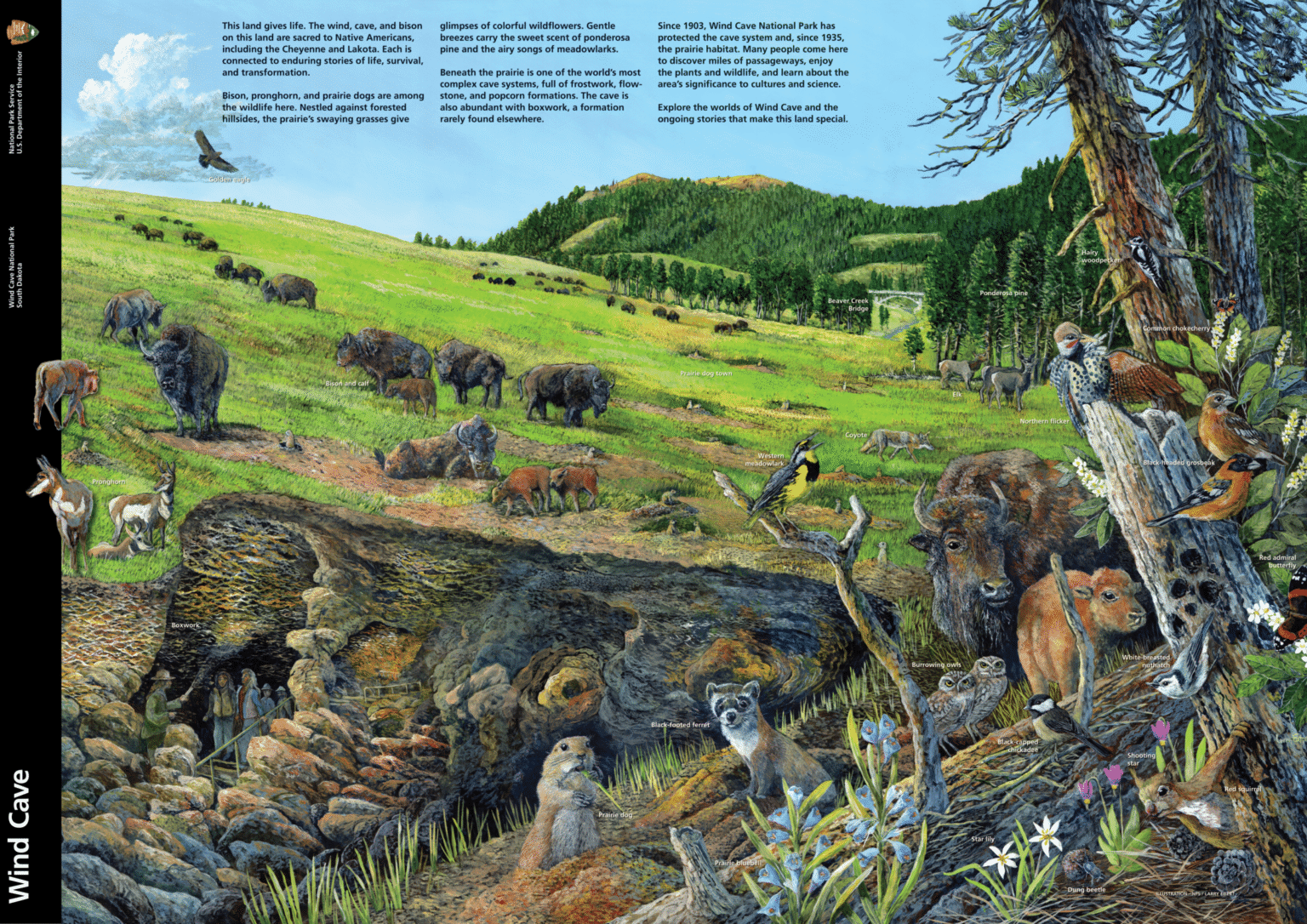 Wind Cave debuts new NPS brochure
