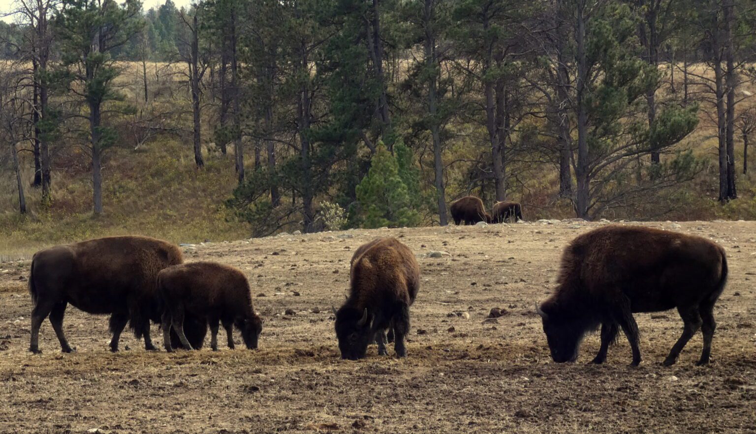 Wind Cave holds its 2021 bison roundup